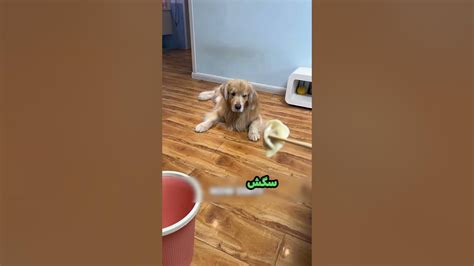 باشعورترین سگ سگ حیوانات بامزه حیوان خانگی حمایت از حیوانات شعور Youtube