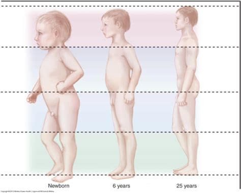 Neuro Flashcards Quizlet