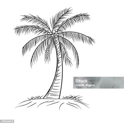 팜 트리 코코넛 잎 흰색 배경 벡터 일러스트 레이 션에 개요 단색 윤곽선에 손으로 그린 스타일 디자인 검은색에 대한 스톡 벡터 아트 및 기타 이미지 Istock