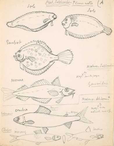 Sole Turbot Morue Ombre Hareng Et Sardine De Profil Eugène