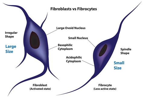 Fibroblast Vs Fibrocyte 55155332 Vector Art At Vecteezy