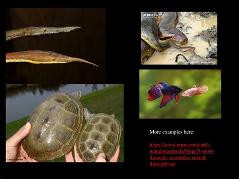 PPT Evolution Lecture Sexual Selection PowerPoint Presentation Free Download ID