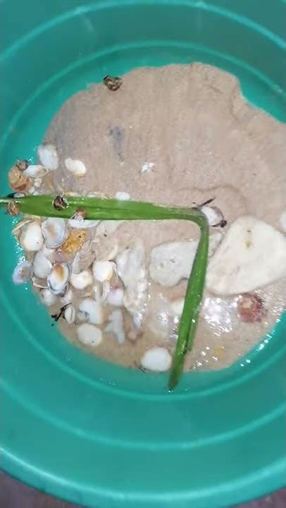 තාපස කකුලුවා Youtube