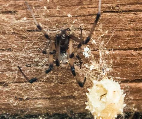 Brown Widow Spider Latrodectus Geometricus Desertusa