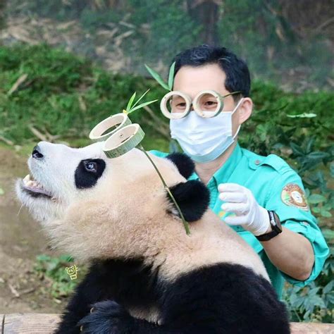 大熊猫福宝 高清图片堆糖美图壁纸兴趣社区