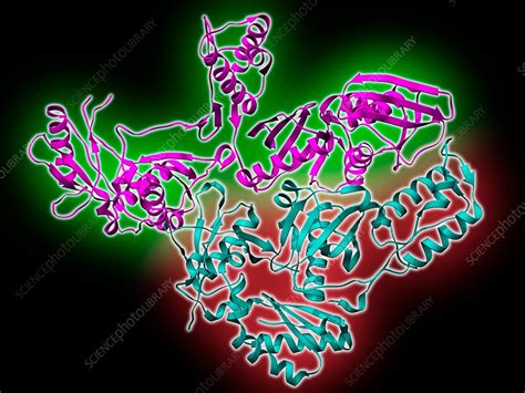 Hiv 1 Reverse Transcriptase Enzyme Stock Image C013 7172 Science Photo Library