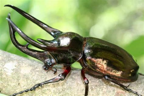昆虫図鑑コーカサスオオカブト虫カタログ