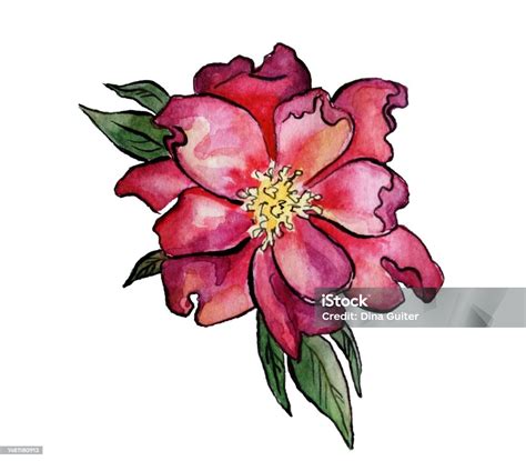 야생 장미 핑크 꽃 위쪽 전망 나뭇잎 흰색에 고립 손으로 그린 개 장미의 수채화 그림 손으로 그린 꽃 요소 현실적인 피는 꽃 꽃무늬에 대한 스톡 벡터 아트 및 기타 이미지