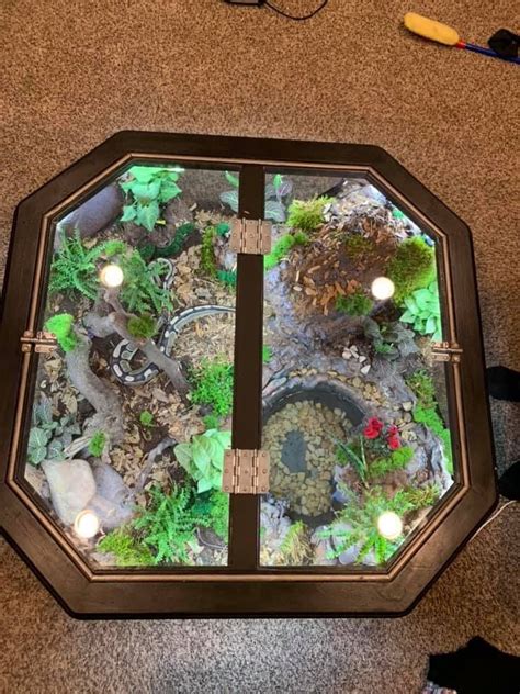 Ball Python Enclosure Planting Ideas