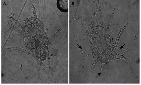 Broad Mite Cadavers Under The Light Stereo Microscope A Uninfected Download Scientific