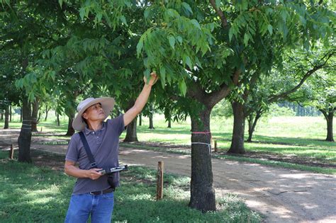 Selecting The Perfect Pecan Tree Pecan South Magazinepecan South