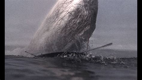 Моби дик картинки 37 фото