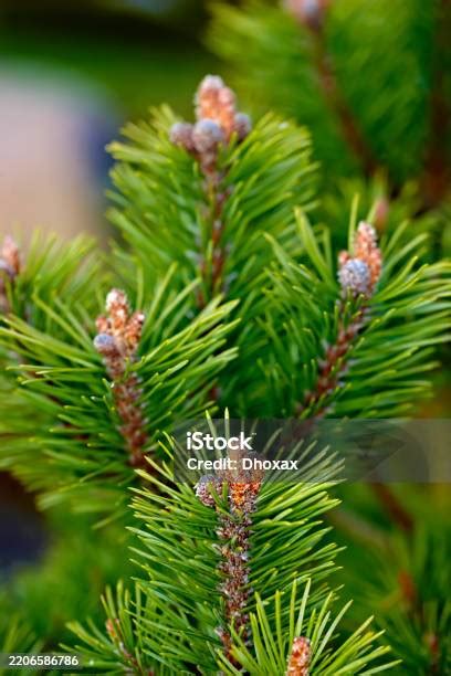 생생한 녹색 환경에서 싱싱하게 자란 소나무 가지와 새싹을 클로즈업한 모습 Ornamental Gardening에 대한 스톡 사진 및 기타 이미지 Ornamental