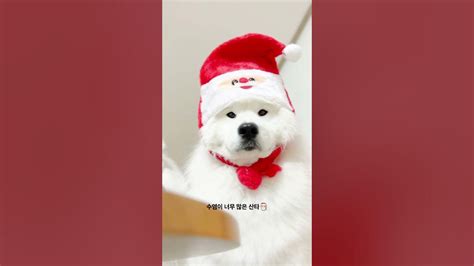 사모예드 봄이지오 산타 할아버지 수염 좀 다듬으셔야겠어요🎅🏻 Youtube