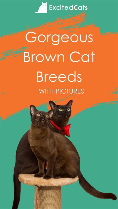 9 Types Of Tabby Cat Colors Patterns With Pictures Artofit