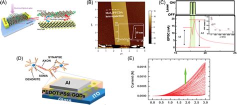 A Synaptic Device Structure Based On Mos2ptcda Based Heterojunction