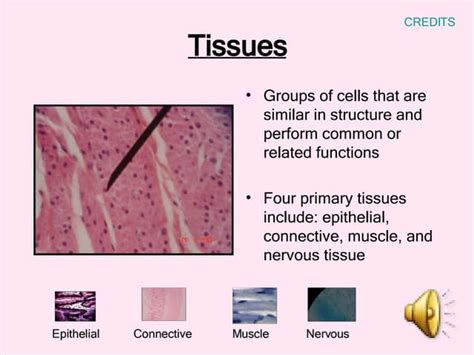 Connective Tissue Table Docx