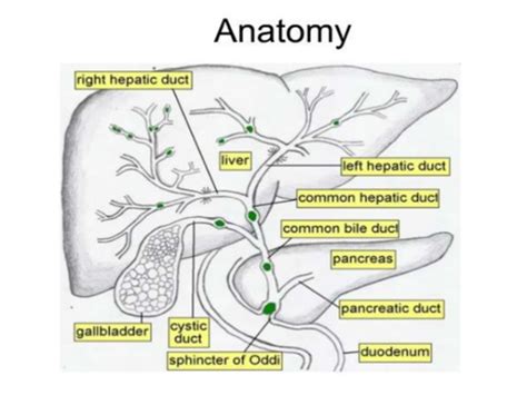 Hepatobiliary Disease Flashcards Quizlet