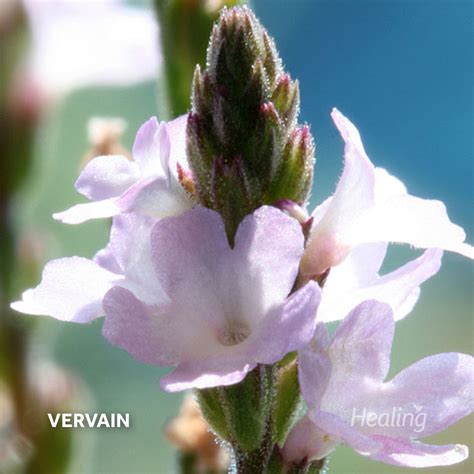 Vervain Floral De Bach Healingherbs Entusiasmo Exacerbado 10ml