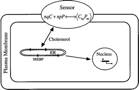 Schematic Representation Of Cholesterol Homeostasis In A Cell [adapted Download Scientific