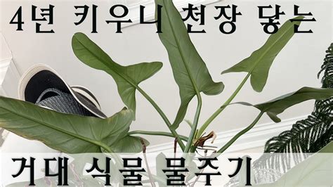 거대 열대식물 물주기 영상 세상 어디에도 없는 실내에서 키운 거대 필로덴드론 Youtube