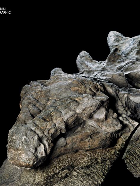 Ankylosaurus Fossil Found In Canada
