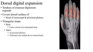 Forearm Muscles Pptx