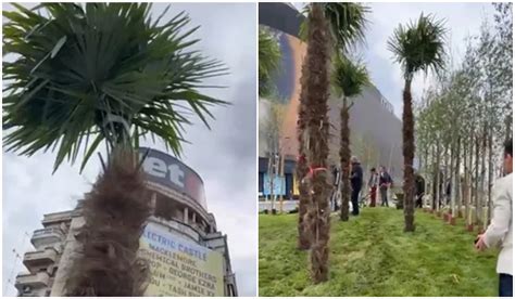 Robert Negoiță S A Apucat De Plantat Palmieri în Centrul Capitalei Ce Preț Are Un Arbore Exotic