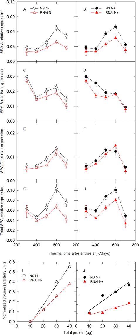Down Regulation Of Spa In The Rnai Line Spa Null Segregant Ns