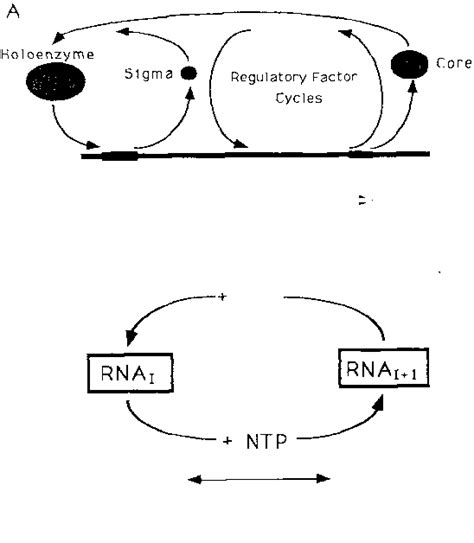 Figure J A Overall Transcription Cycle See Text B Single Download Scientific Diagram