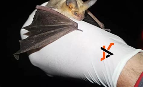 What Does A Bat Bite Look Like Understanding The Signs And Symptoms Tech K Times
