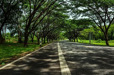 Premium Photo Tree Tunnel