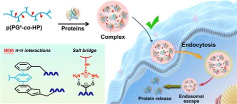 Guanidiniumphenyl Rich Amphiphilic Cationic Polymer For Efficient