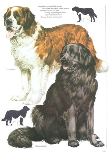 Vintage Dog Print Saint Bernard New Foundlander Dog Lover T