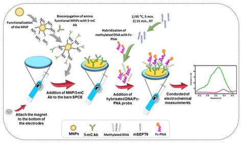 Biosensors Special Issue Advances In Magnetic Particle Based Bioassays