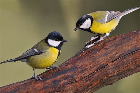 Birds Mating Behaviors Birdfy