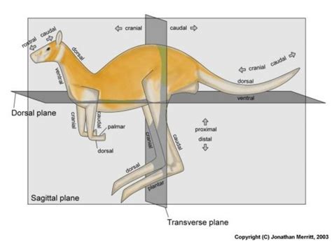 Planes And Axes Anatomy And Physiology Wikivet English