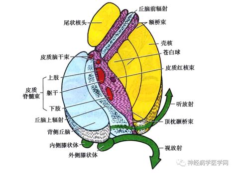 脑部特殊部位病损症状及定位诊断图解病变内囊皮质运动胼胝体 健康界