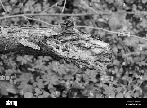 Broken Branch Of Tree With Plants And Moss In Nature Note Shallow Depth Of Field Stock Photo
