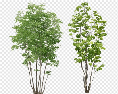 Tree Branch Grass Theme Png PNGWing