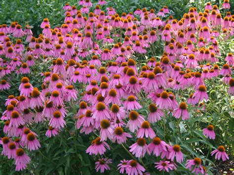 Echinacea Purpurea