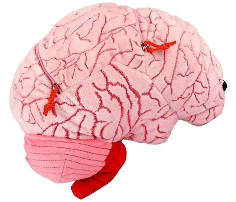 Deluxe Brain With Hidden Cells And Neurotransmitters
