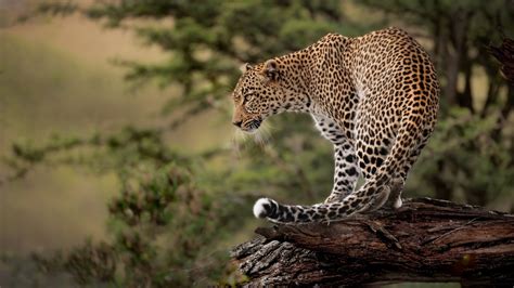 Leopard Tree Trunk Stare Look Trees Green Leaves Branches Hd Leopard