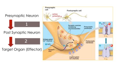 Unit 12 5 Cholinergic And Adrenergic Neurons Flashcards Quizlet
