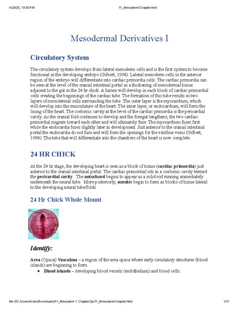 Mesodermal Derivatives I Circulatory System Development In 24 48hr