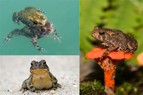 20 Types Of Toads In North America Pictures Wildlife Informer