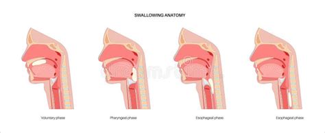 Swallowing Process Poster Stock Vector Illustration Of Trachea 388886053