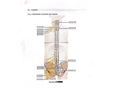 Peripheral Plexuses And Nerves Quiz