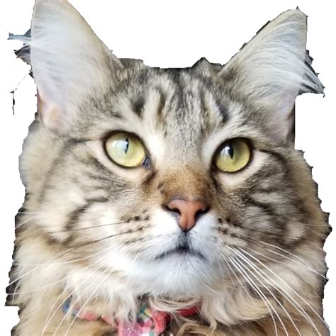 Atomic Internal Structure Models By Surreal Sonicus Studios Makerworld