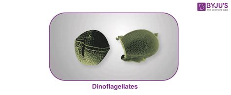 Difference Between Algae And Microalgae